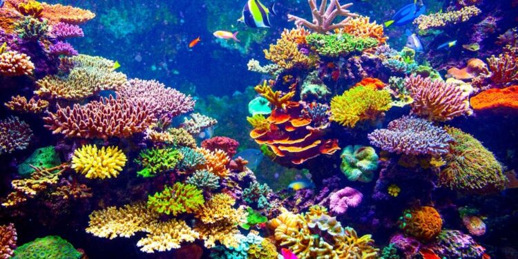Different Types Of Coral: 10 Beautiful Coral Species Around The World ...