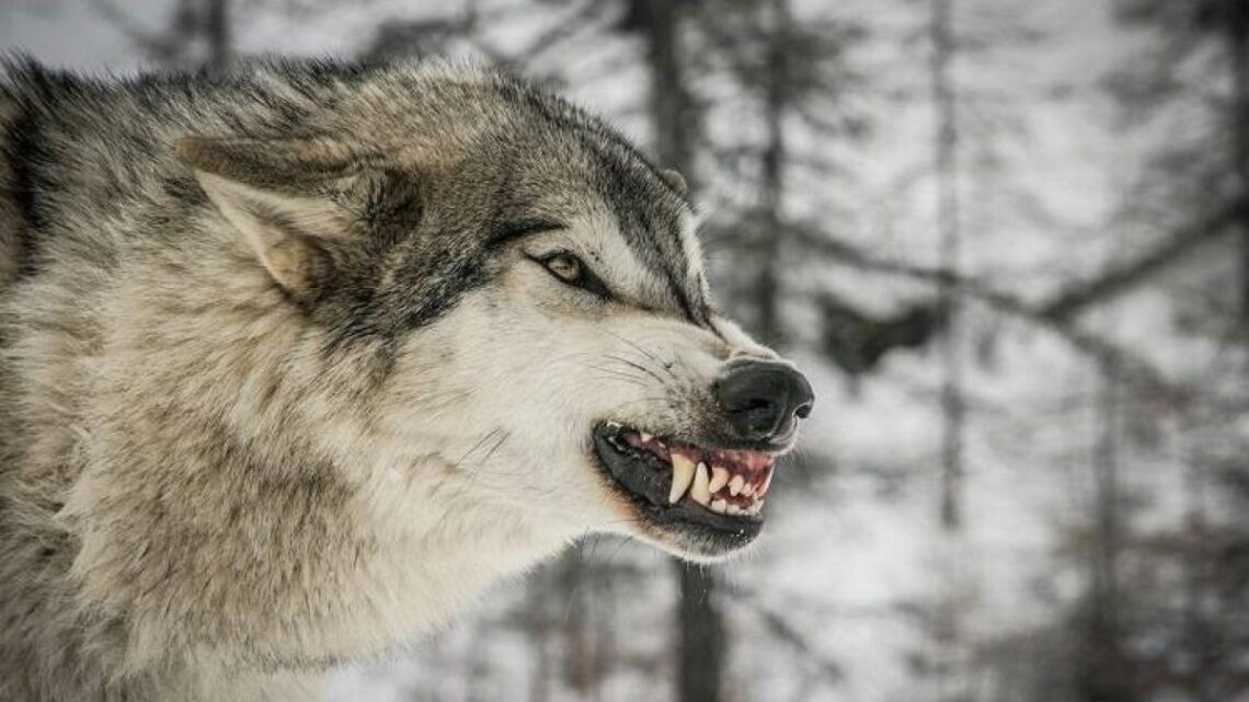 How Many Teeth Do Wolves Have? Dental Facts Of Wolf - Brussels Morning ...