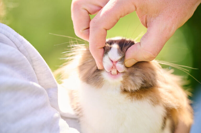 How Many Teeth Do Rabbits Have: A Guide About Rabbits Dental Anatomy ...