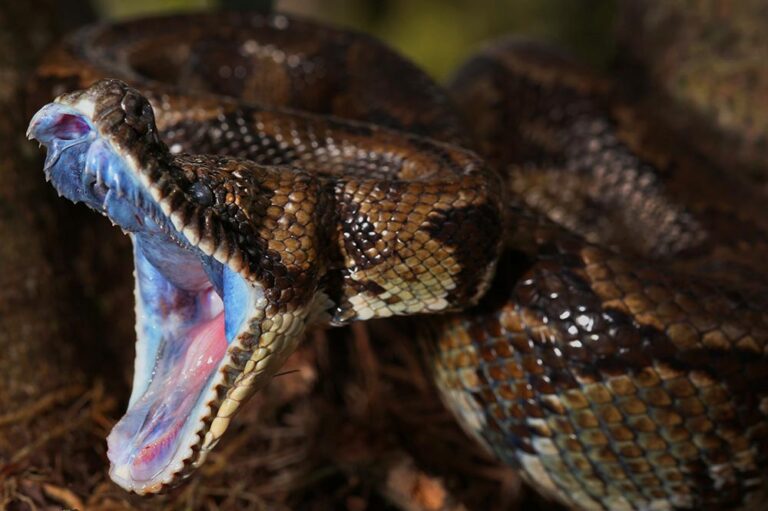 How Many Teeth Do Snakes Have: Facts You Need To Know - Brussels ...