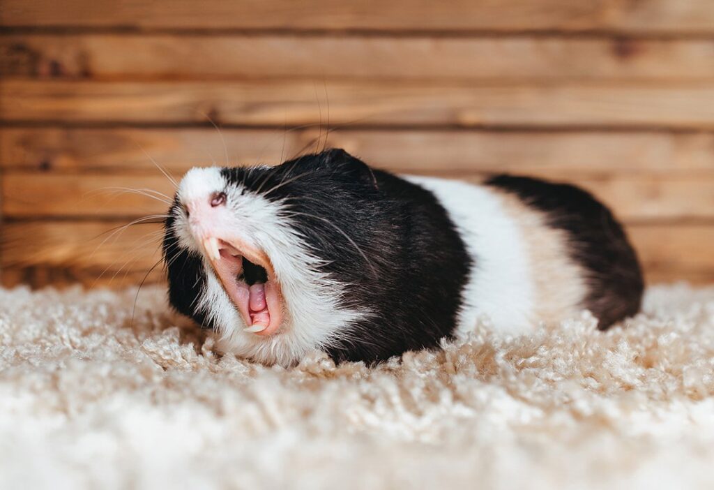 How Many Teeth Do Guinea Pigs Have? Dental Information About It ...