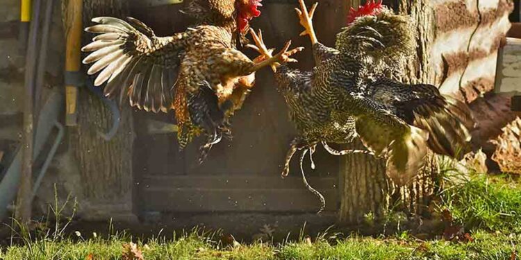 Is It Illegal To Kill A Rooster? A Comprehensive Guide - Brussels ...