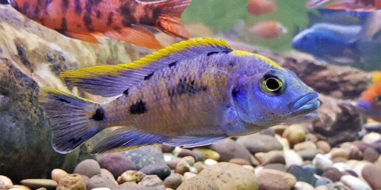 Do African Cichlids Have Teeth? Exploring The Toothsome Secrets ...